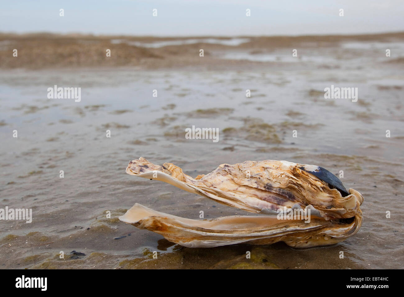 Pacific oyster, giant Pacific oyster, Japanese oyster (Crassostrea ...