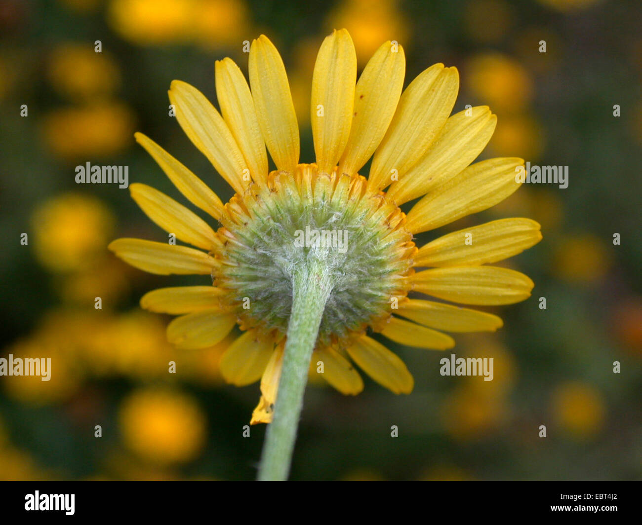 yellow chamomile, dyer's chamomile (Anthemis tinctoria), inflorescences ...
