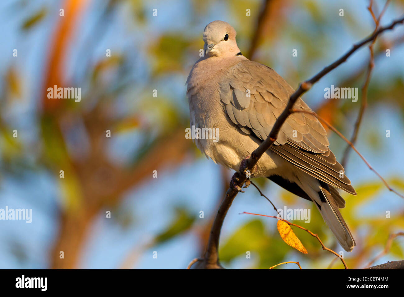 Ring-necked Dove, Cape Turtle Dove, Half-Collared Dove (Streptopelia ...