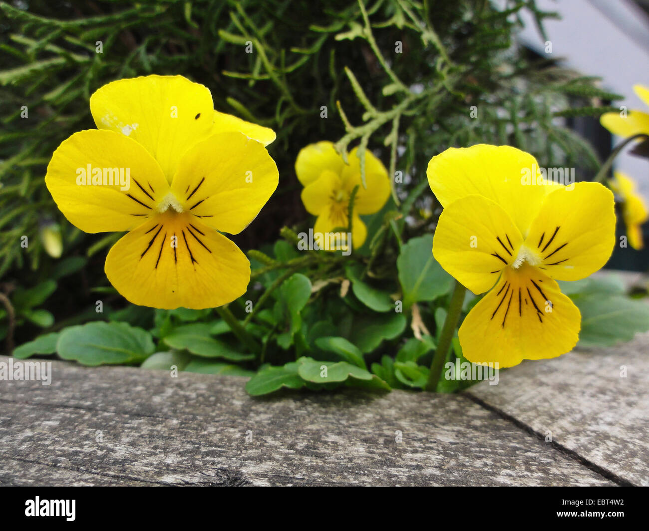 horned pansy, horned violet (Viola cornuta), blooming, Norway Stock ...