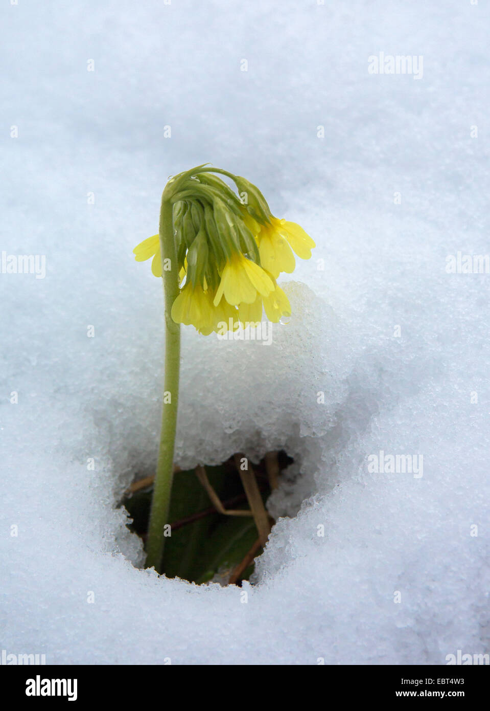 Native primrose snow hi-res stock photography and images - Alamy