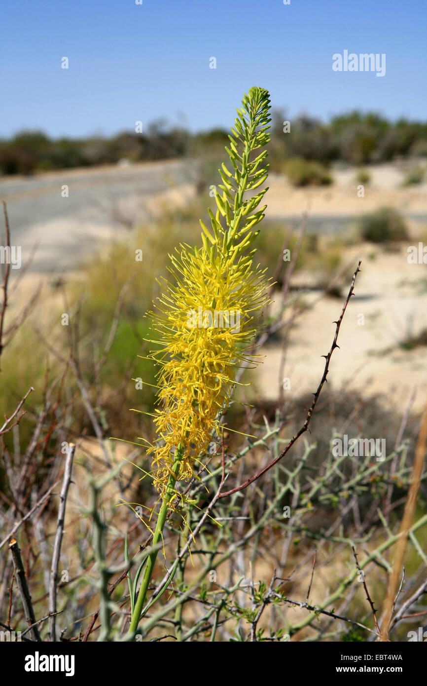 Californian native flower hi-res stock photography and images - Alamy