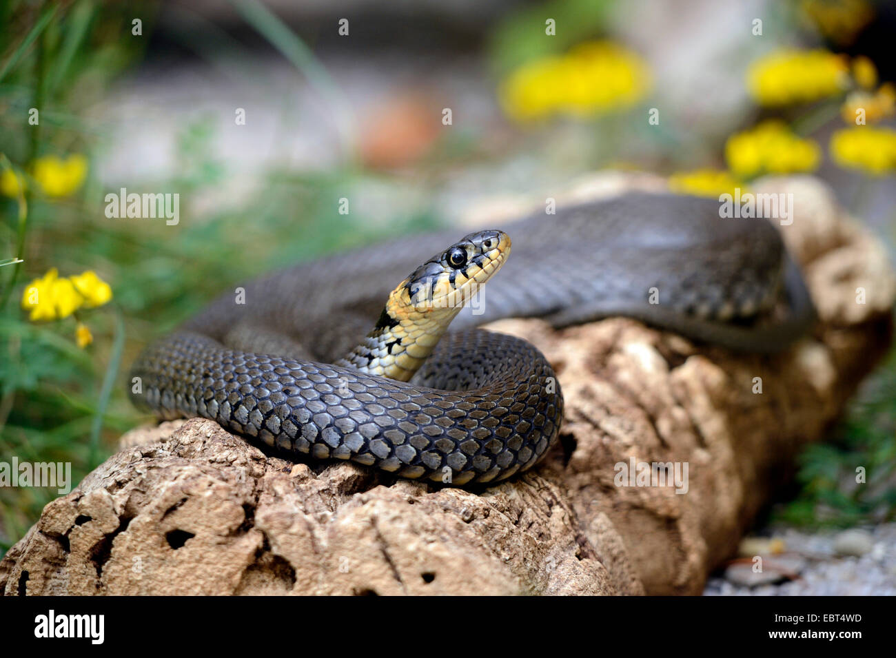 grass snake (Natrix natrix), on bark, Germany Stock Photo - Alamy