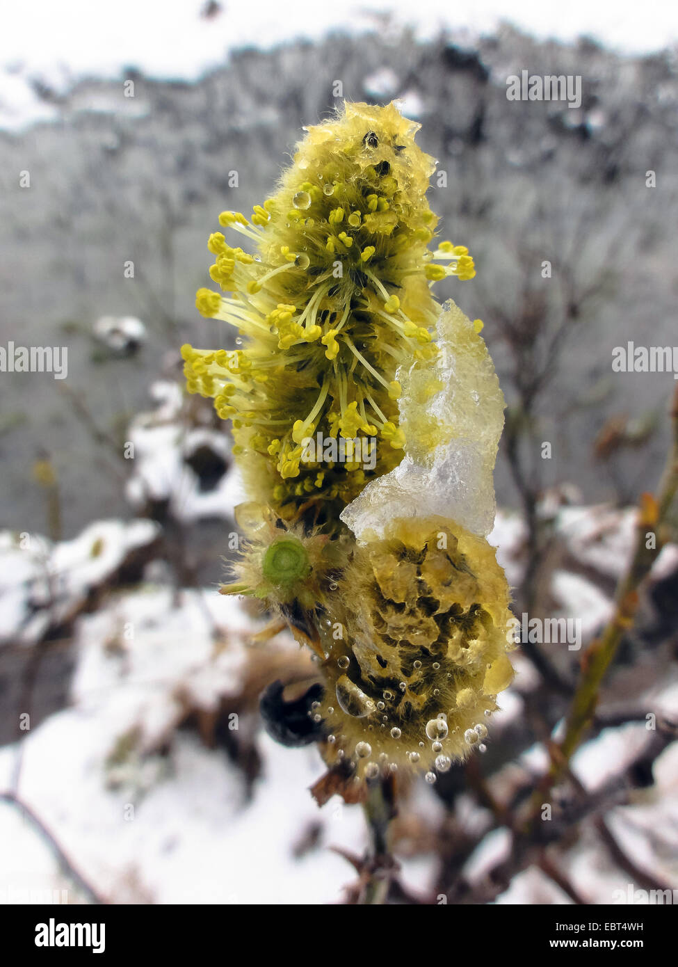 willow, osier (Salix spec.), willow catikin with ice, Norway, Tromsoe ...