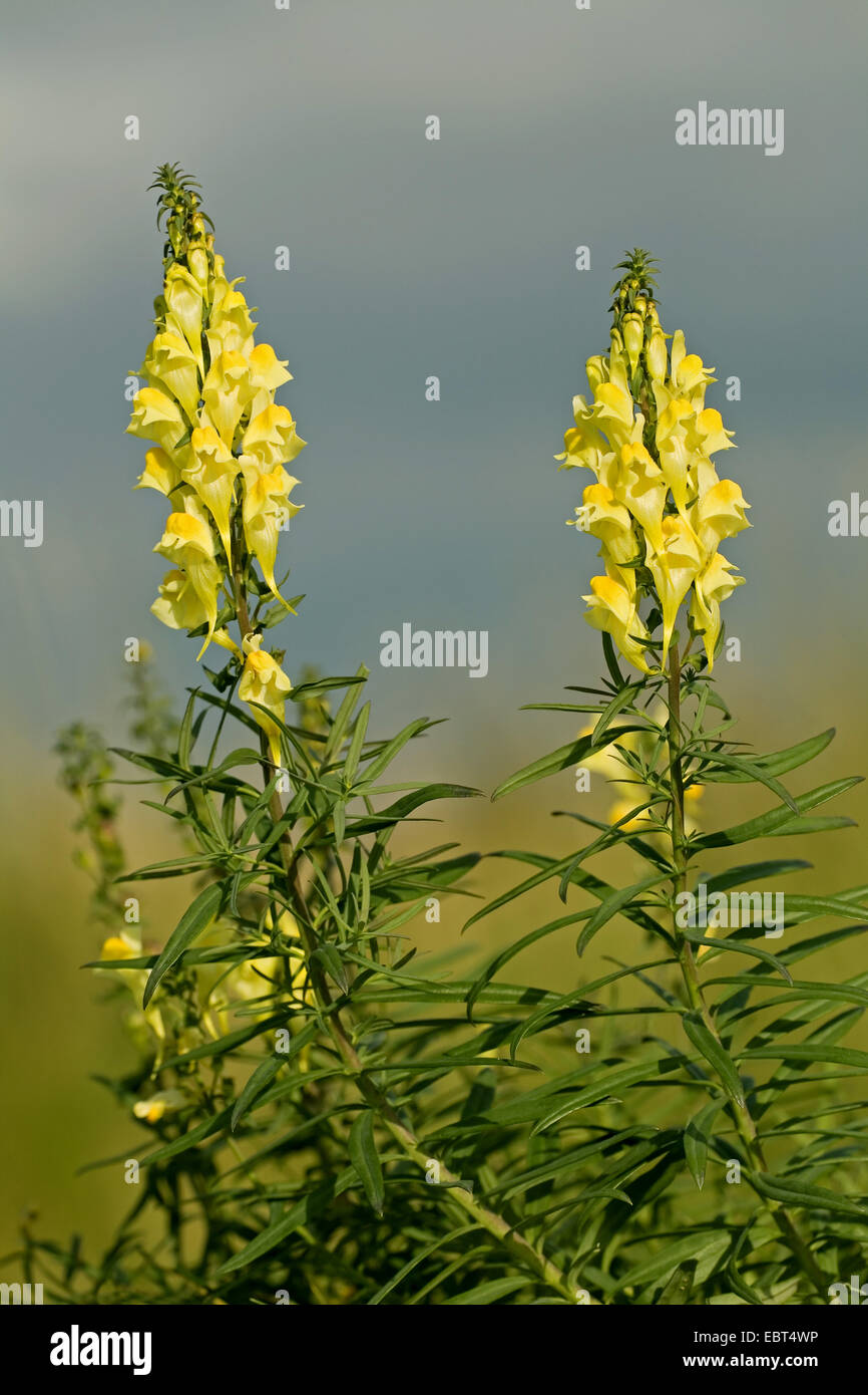 Toadflaxes High Resolution Stock Photography and Images - Alamy