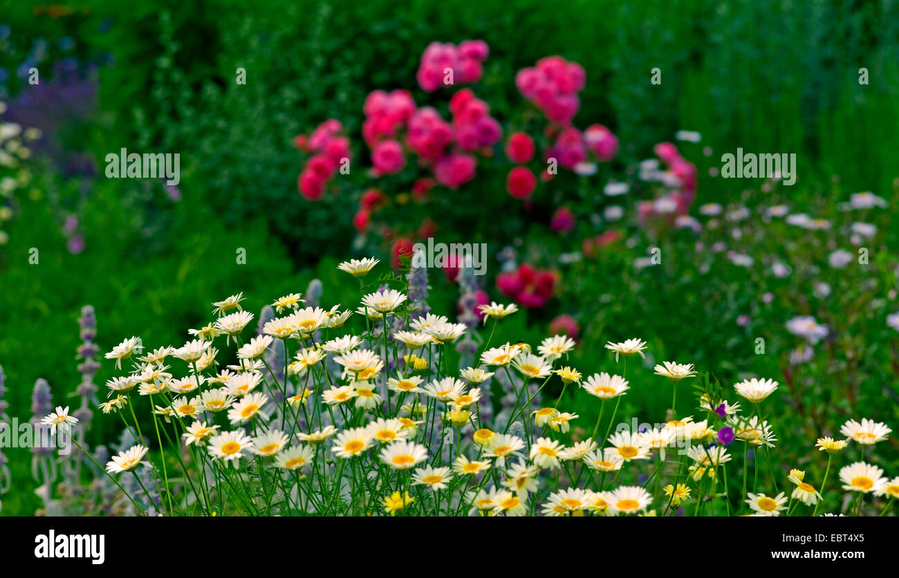 yellow chamomile, dyer's chamomile (Anthemis tinctoria), light yellow ...