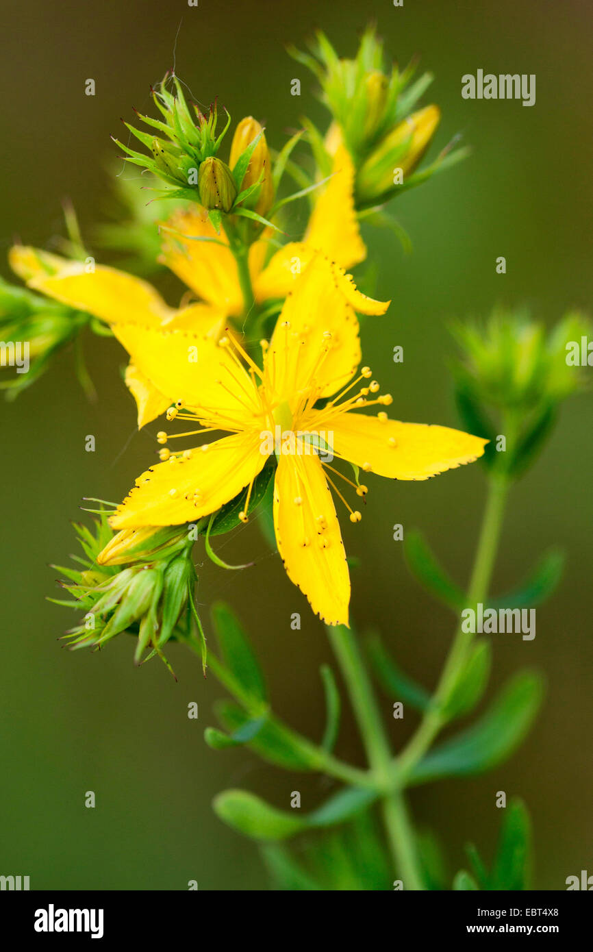 common St John's-wort, perforate St John's-wort, klamath weed, St. John ...