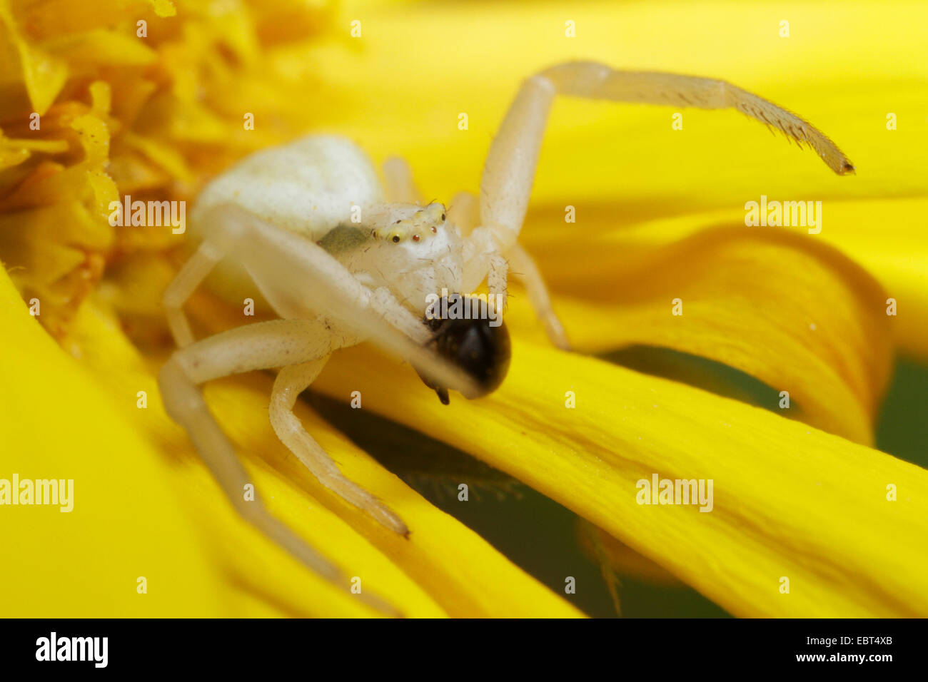 goldenrod crab spider (Misumena vatia), sitting in a yellow flower ...