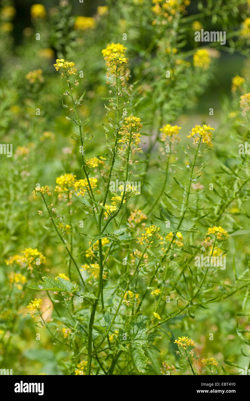 white mustard (Sinapis alba, Brassica alba), blooming Stock Photo - Alamy