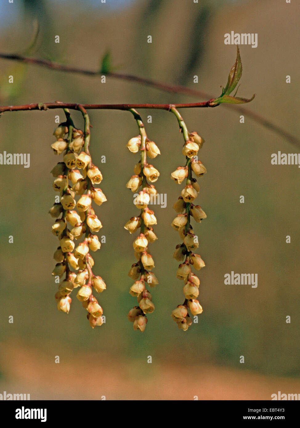 Stachyurus praecox hi-res stock photography and images - Alamy