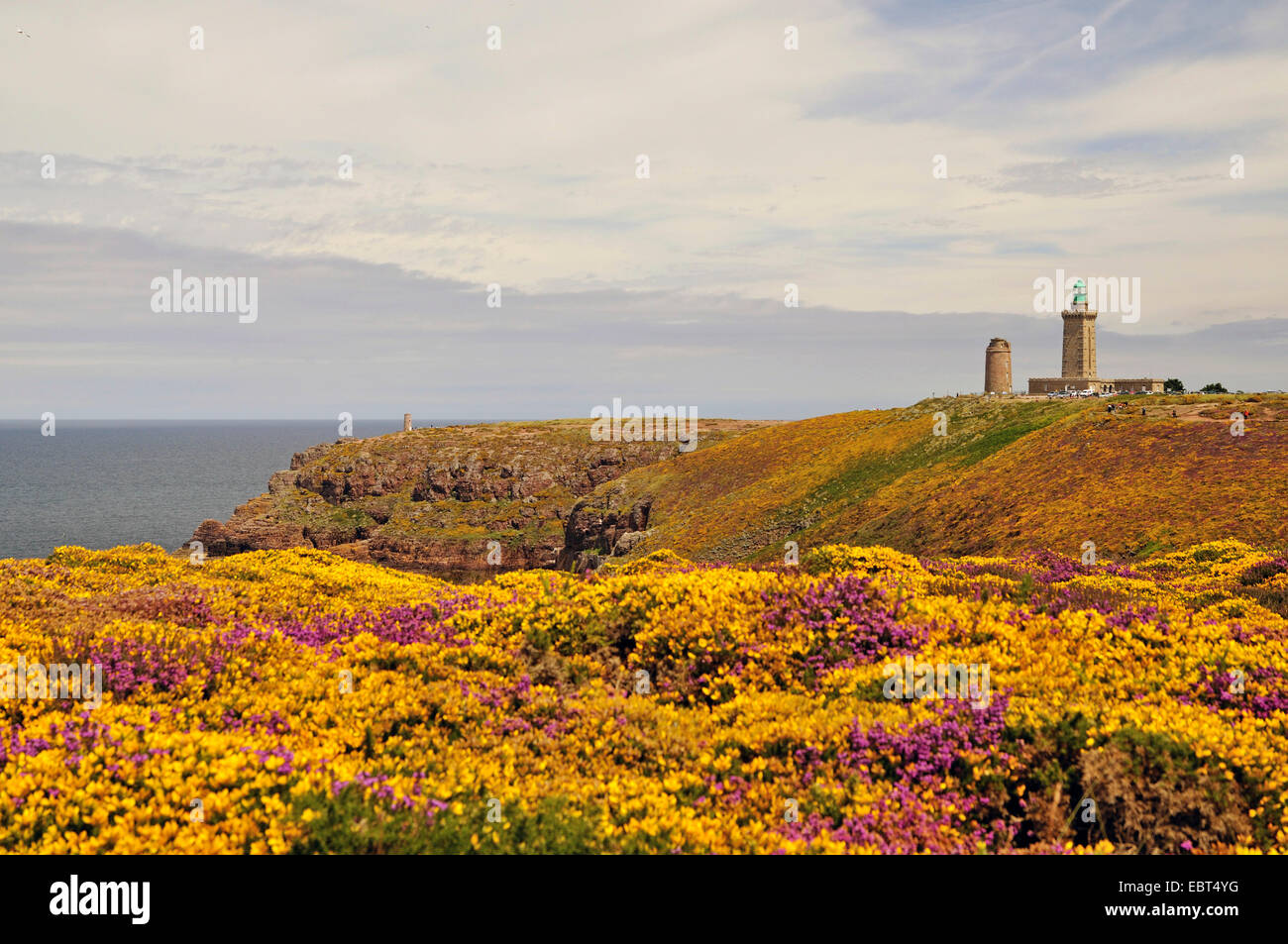 Western Gorse, Dwarf Furze (Ulex gallii), blooming gorse and light ...