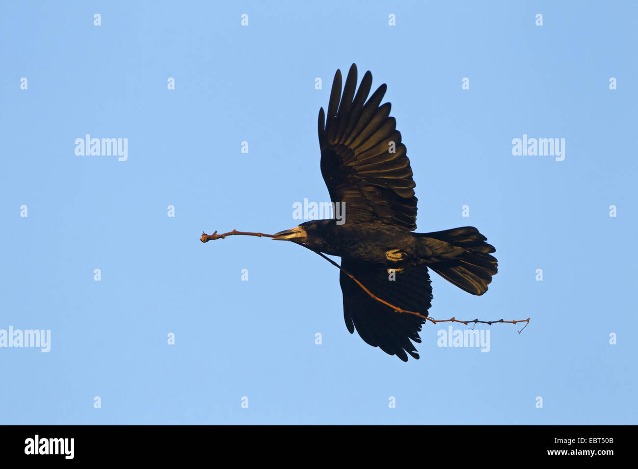 Rooks in flight hi-res stock photography and images - Alamy