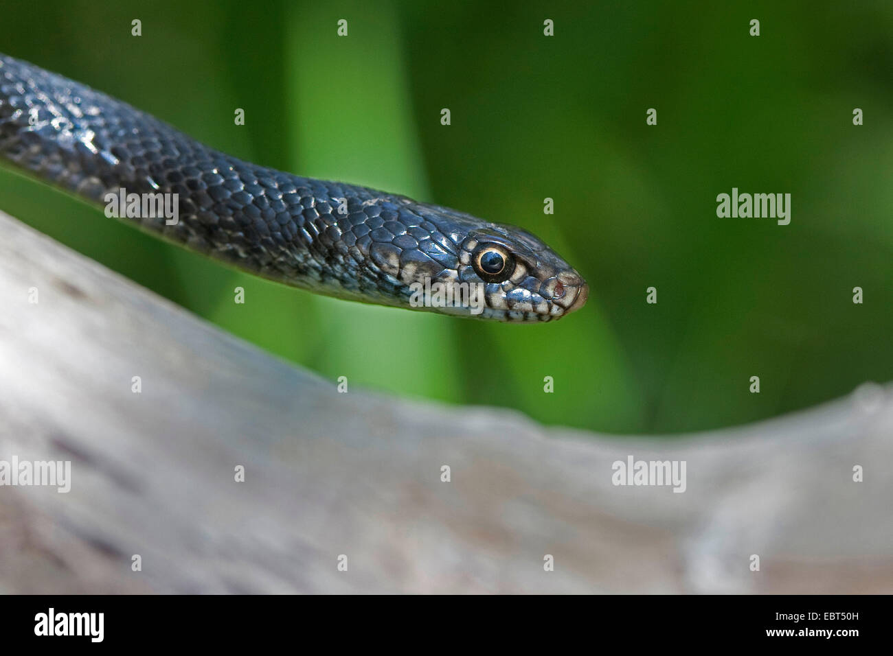 Green Whip Snake, Western Whip Snake (Hierophis viridiflavus, Coluber ...
