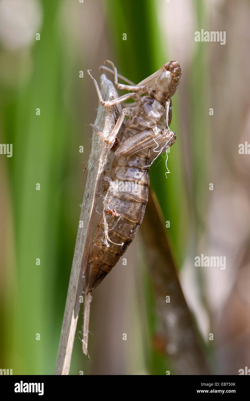 emperor dragonfly (Anax imperator), exuvia, Germany Stock Photo - Alamy