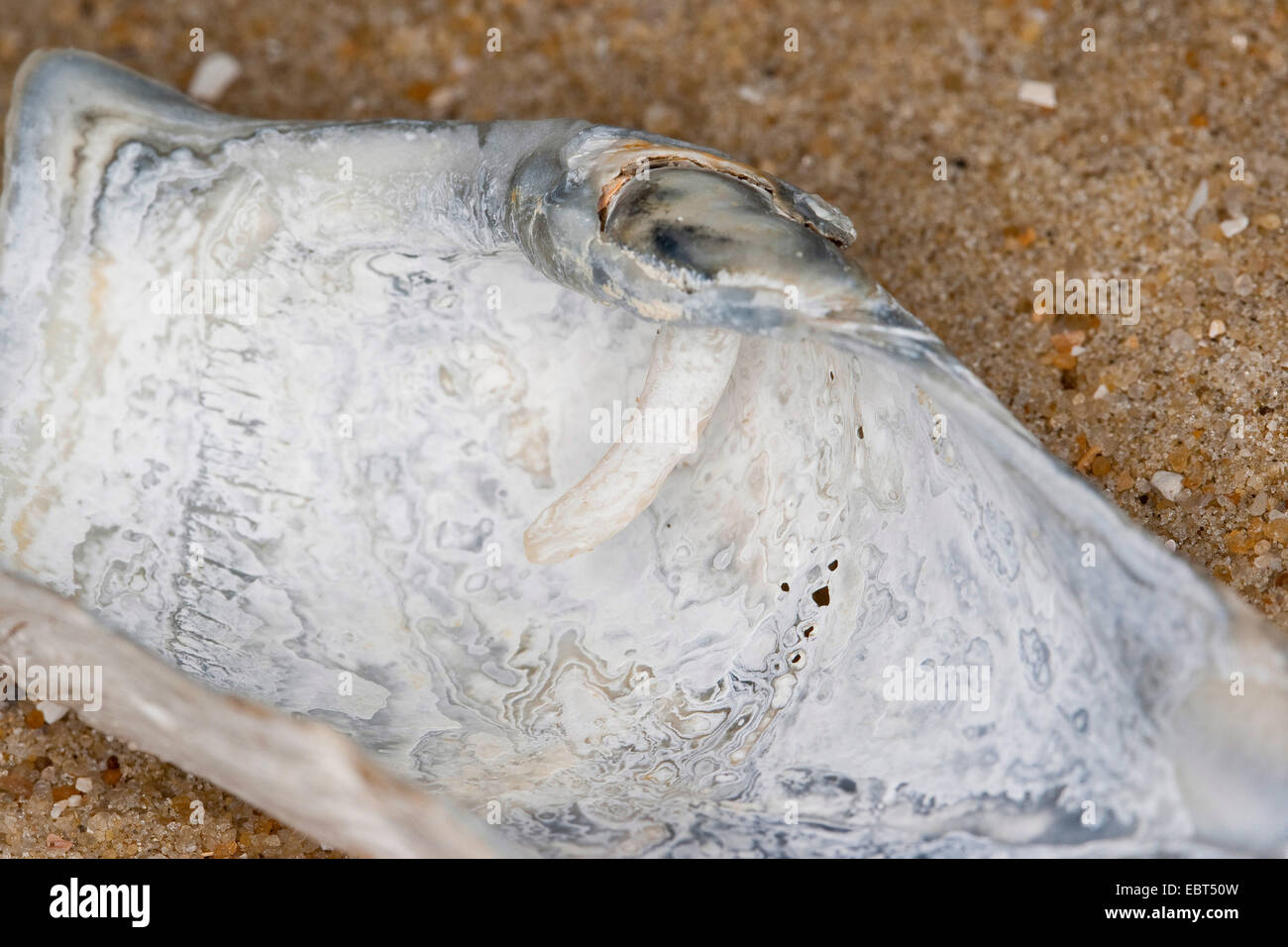 great piddock, oval piddock (Zirfaea crispata), shell on the beach ...