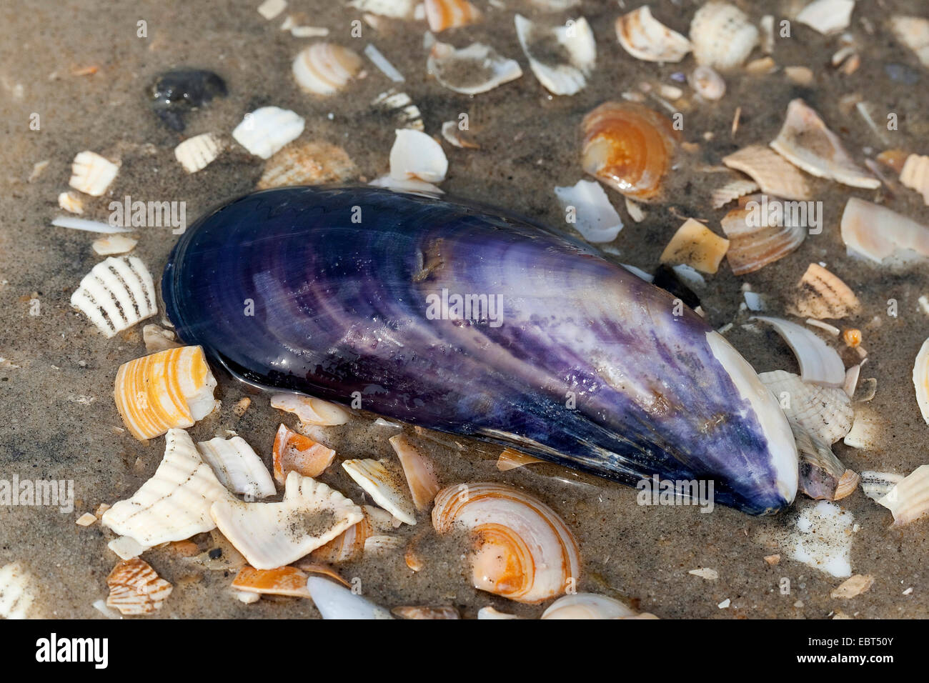 blue mussel, bay mussel, common mussel, common blue mussel (Mytilus ...
