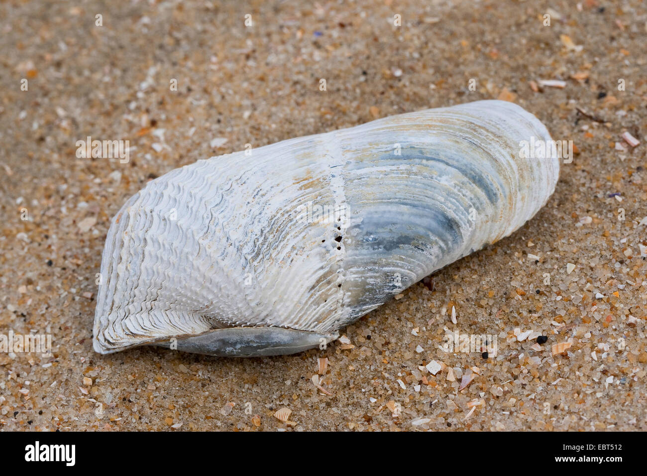 Piddock hi-res stock photography and images - Alamy