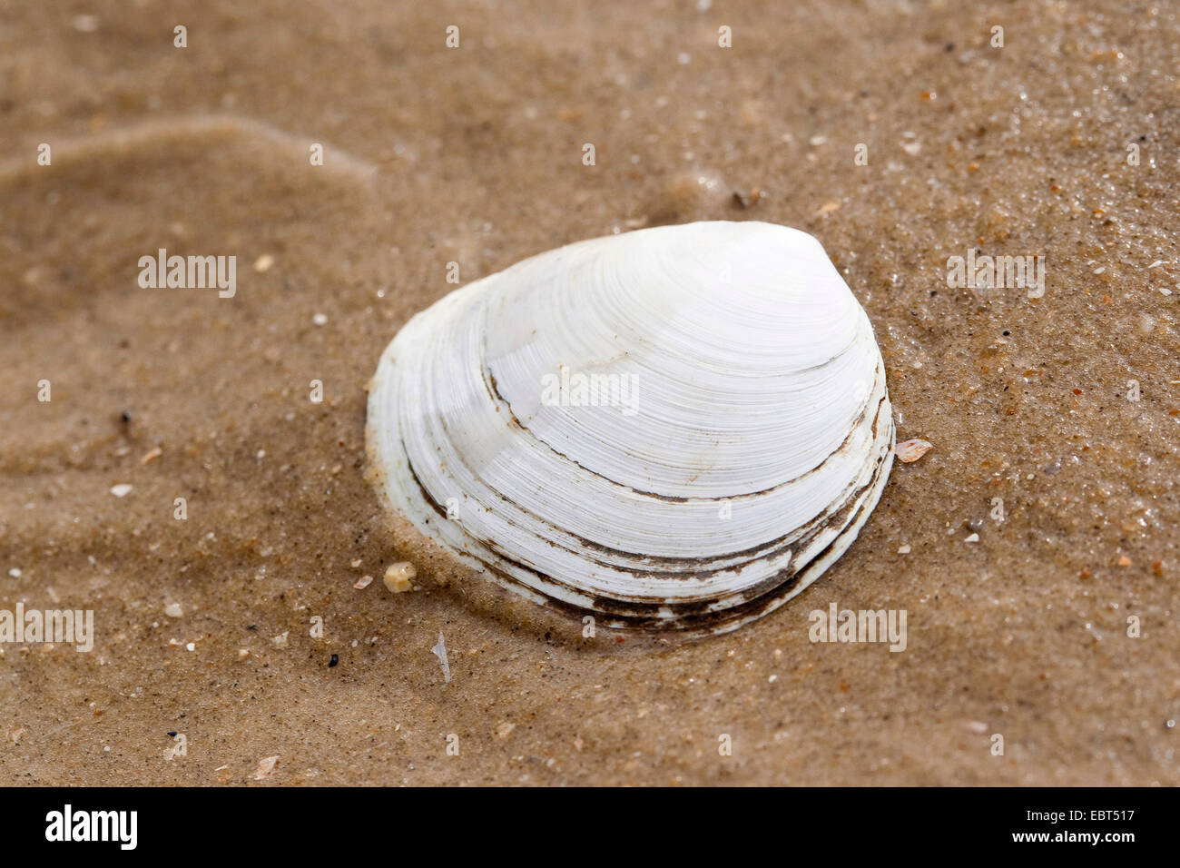 Peppery furrow clam, Peppery furrow shell (Scrobicularia plana), shells ...
