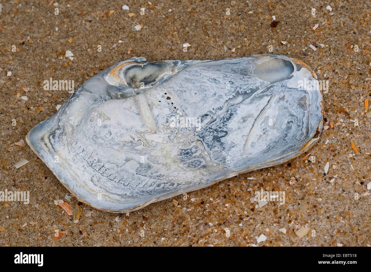 Zirfaea crispata hi-res stock photography and images - Alamy