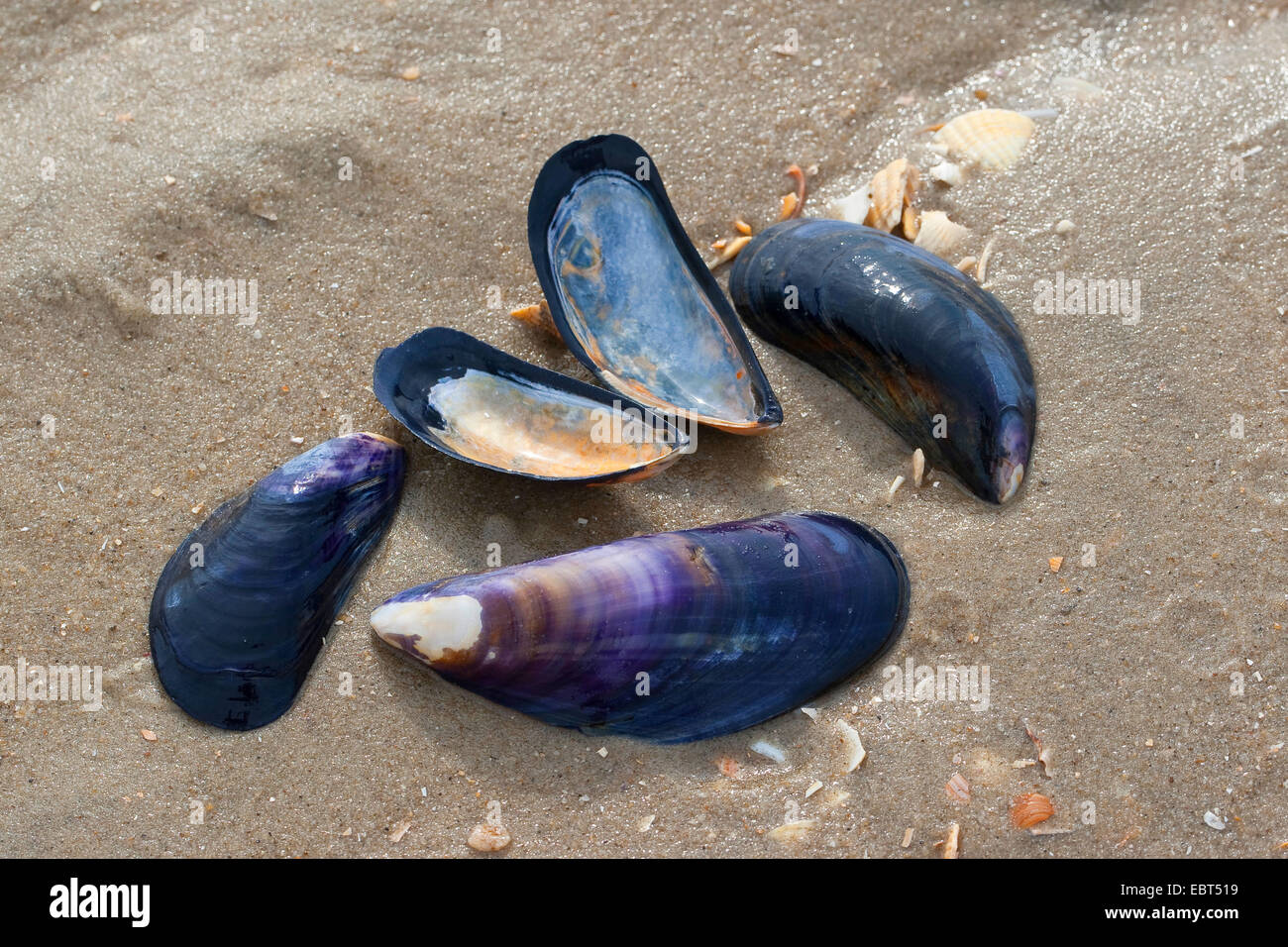 blue mussel, bay mussel, common mussel, common blue mussel (Mytilus ...