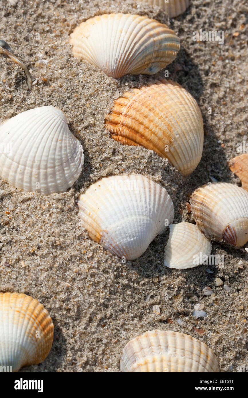 Edible bivalves hi-res stock photography and images - Alamy