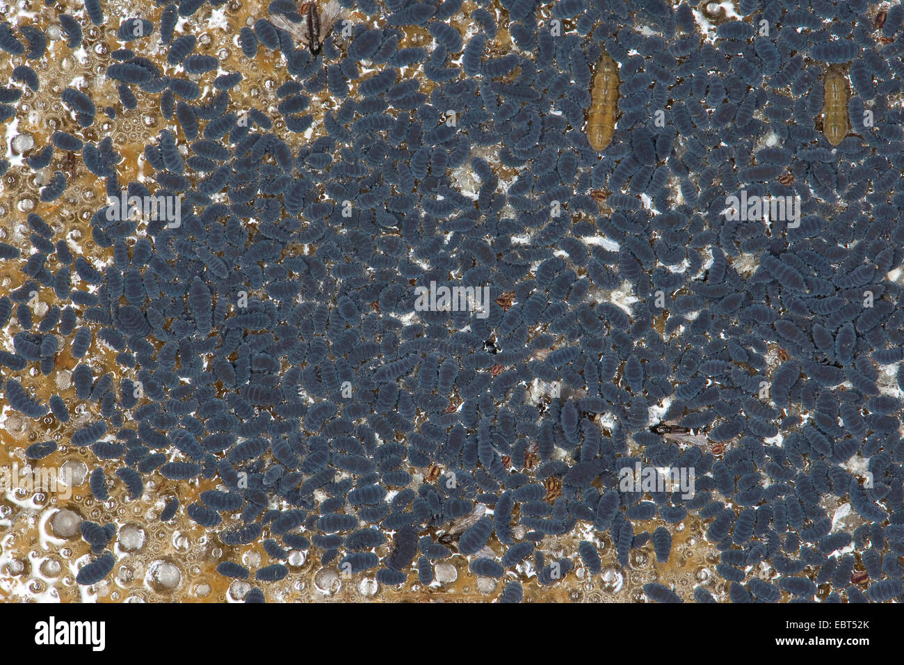 seashore springtail, marine springtail (Anurida maritima), on water ...