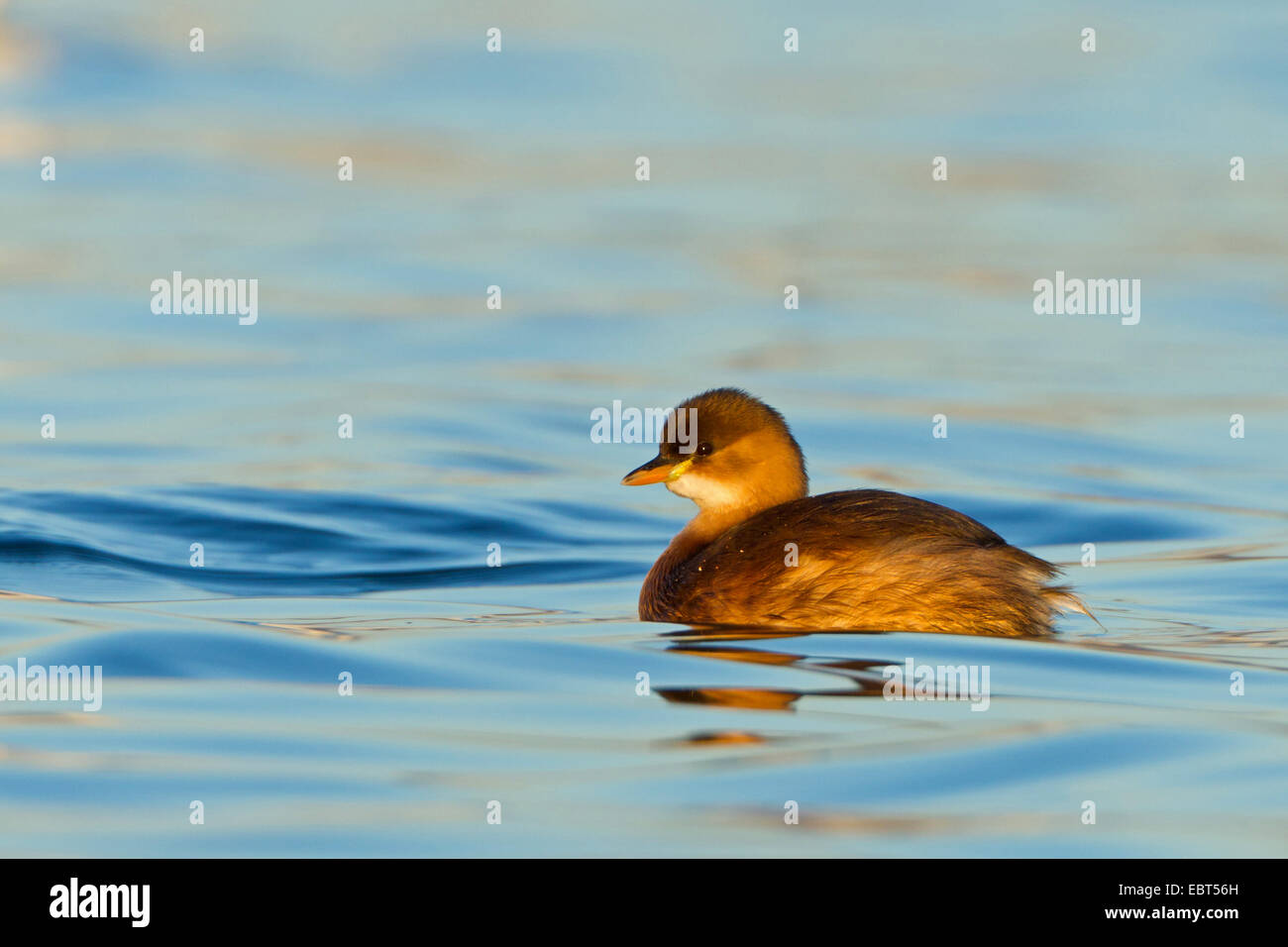 little grebe (Podiceps ruficollis, Tachybaptus ruficollis), swimming on ...