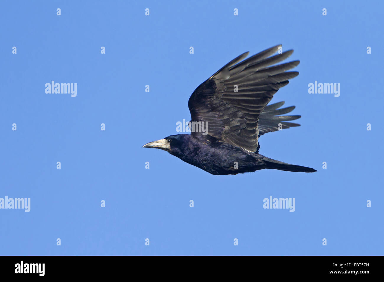 Flying rooks hi-res stock photography and images - Alamy