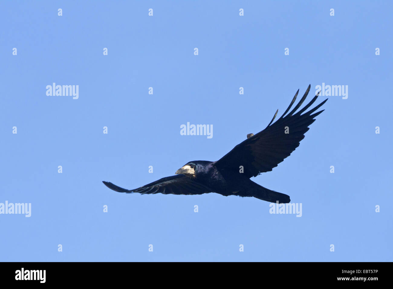 Flying rooks hi-res stock photography and images - Alamy