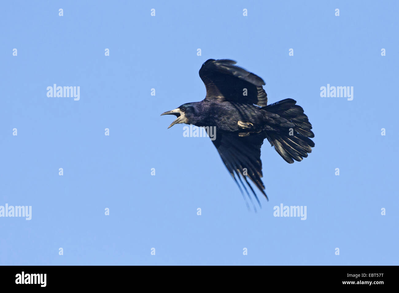 Rook corvus frugilegus calling hi-res stock photography and images - Alamy