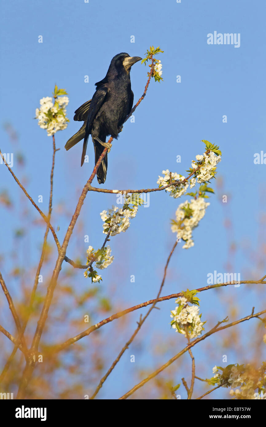 rook (Corvus frugilegus), sitting on a blooming cherry tree, Germany ...