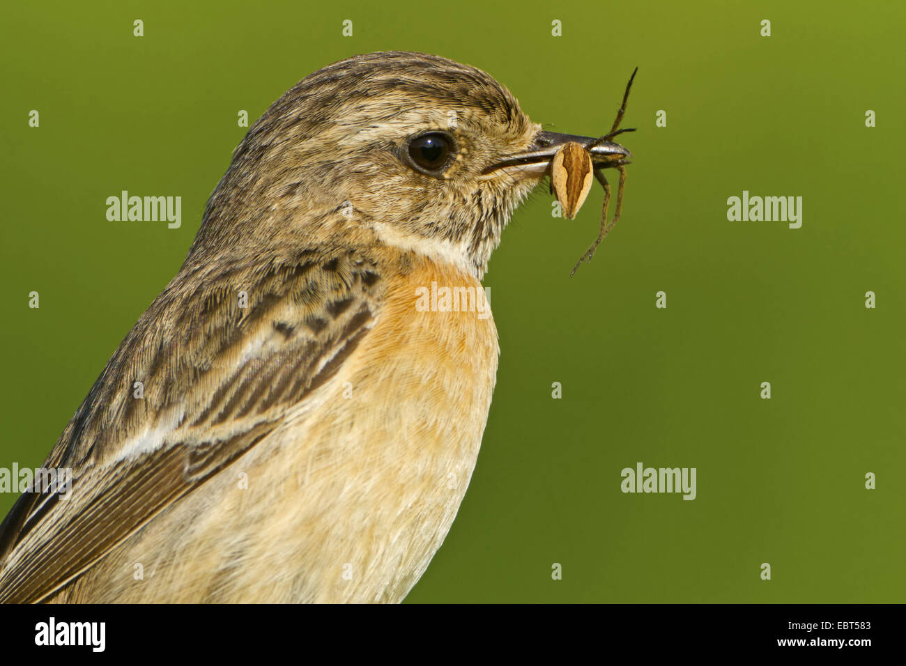 Bird catching spider hi-res stock photography and images - Alamy