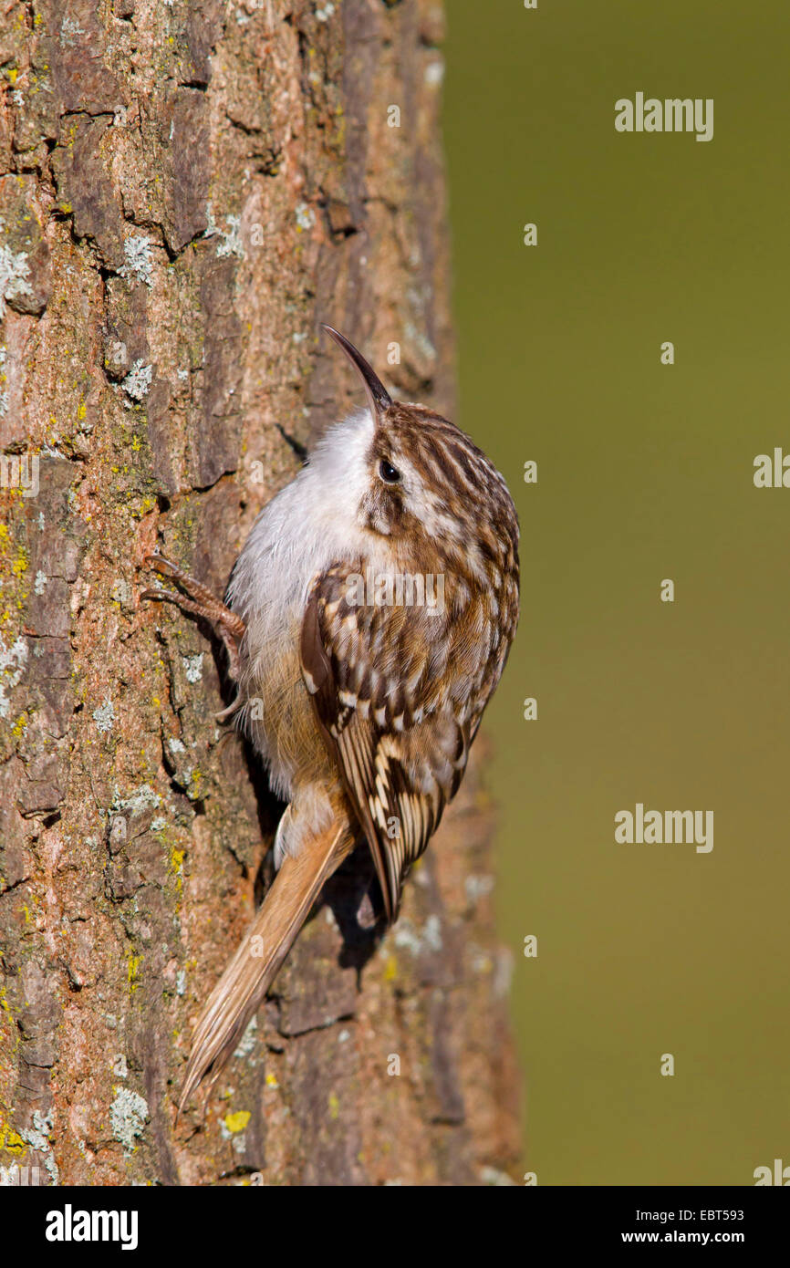 Short toed tree creepers High Resolution Stock Photography and Images ...