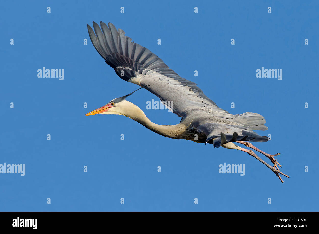 Grey herons in flight hi-res stock photography and images - Alamy