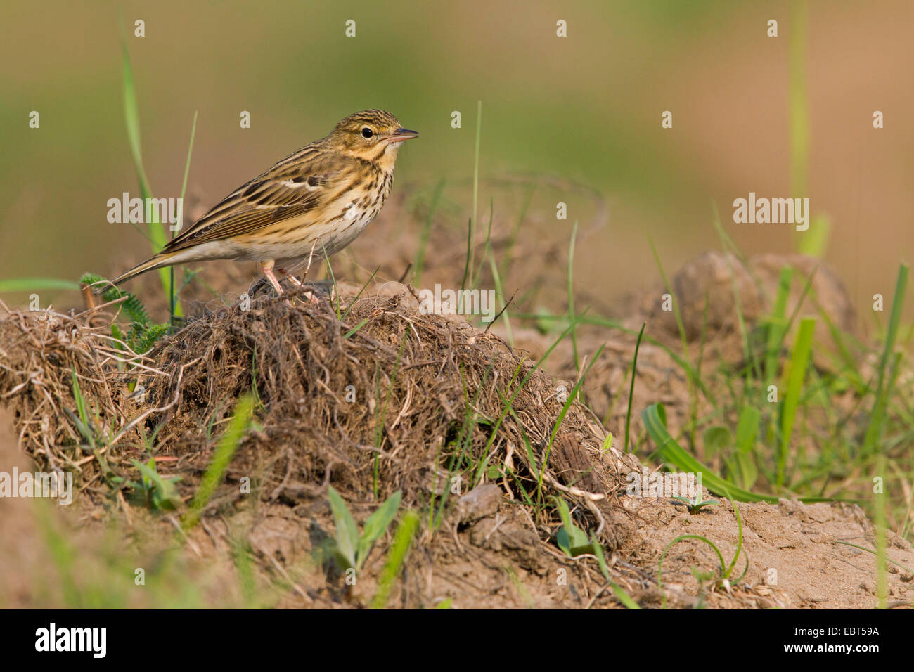 Tree pitpit (Anthus trivialis), sitting on the ground, Germany, Hesse ...