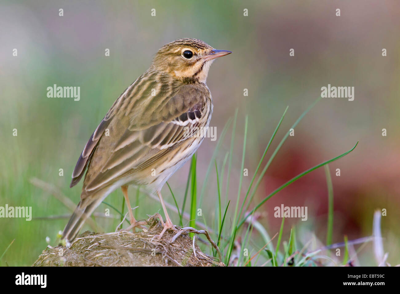 Tree pitpit (Anthus trivialis), sitting on the ground, Germany, Hesse ...