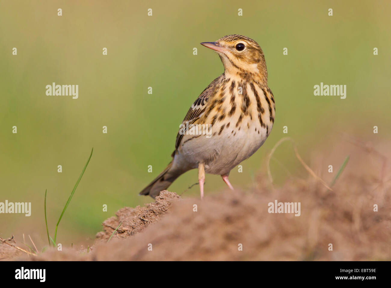 Tree pitpit (Anthus trivialis), sitting on the ground, Germany, Hesse ...