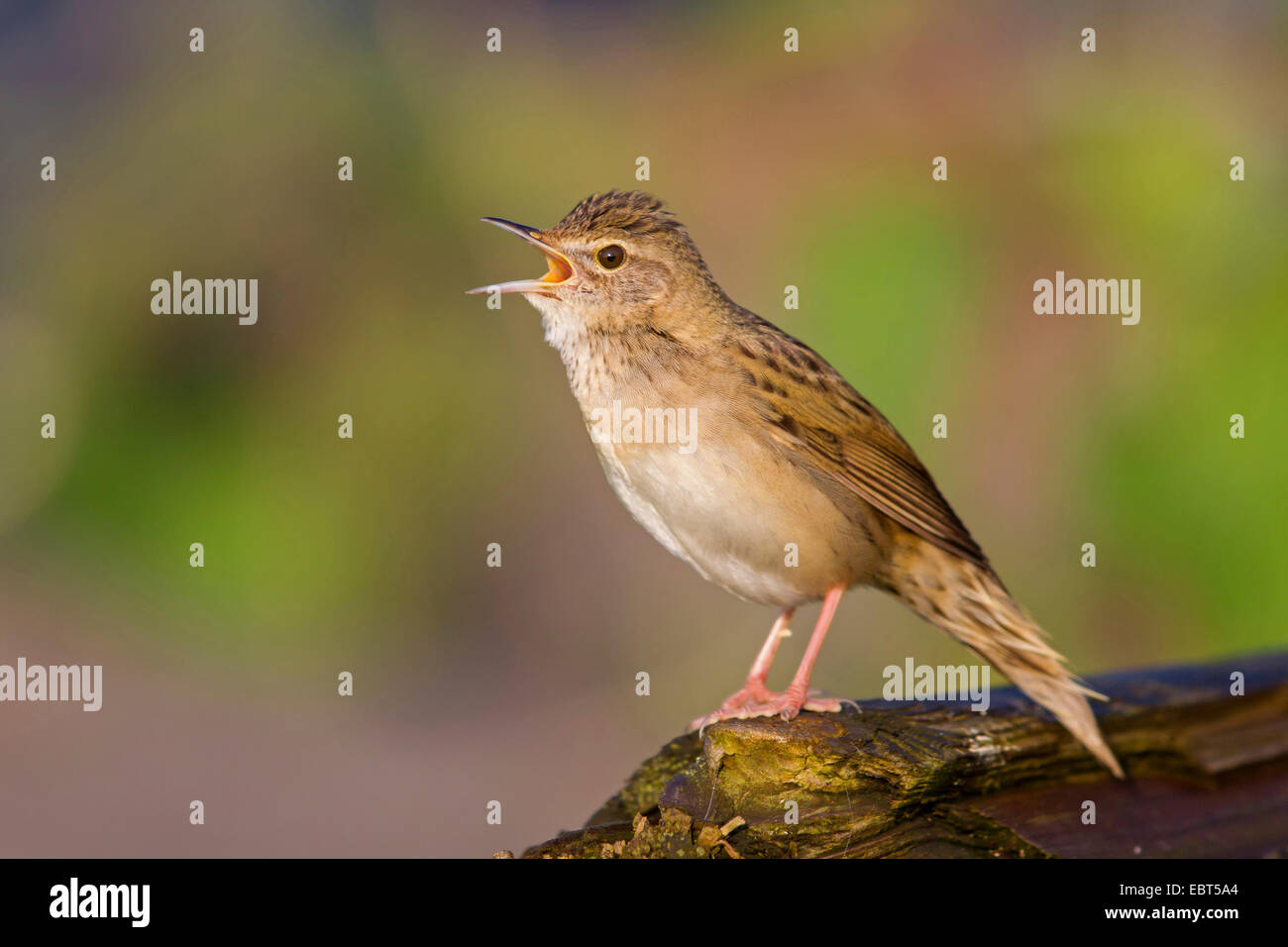 grasshopper warbler (Locustella naevia), singing on lookout, Germany ...