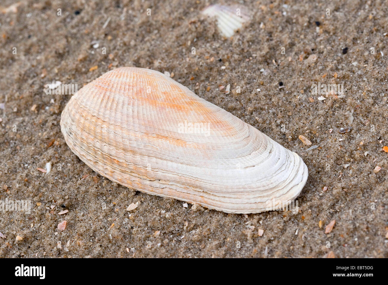 American piddock, false angelwing (Petricola pholadiformis ...