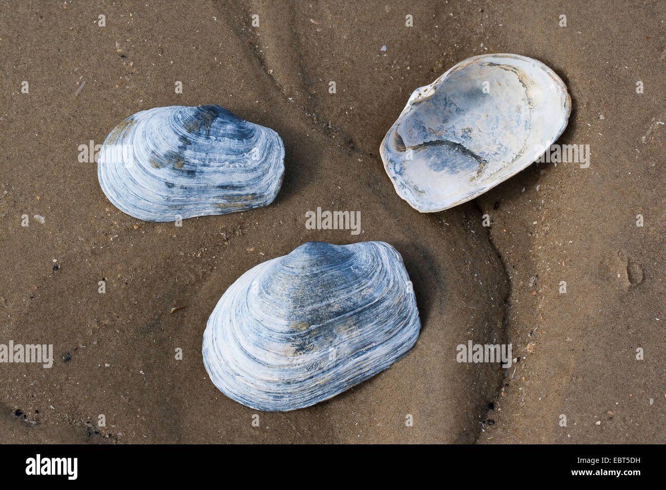 blunt gaper clam, truncate softshell clam (Mya truncata), shells on the ...