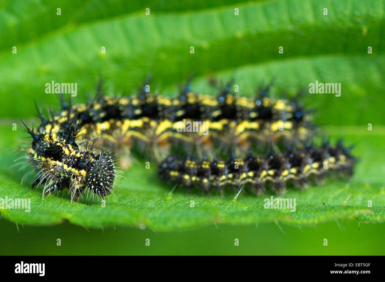 Small tortoiseshell caterpillars on nettle hi-res stock photography and ...