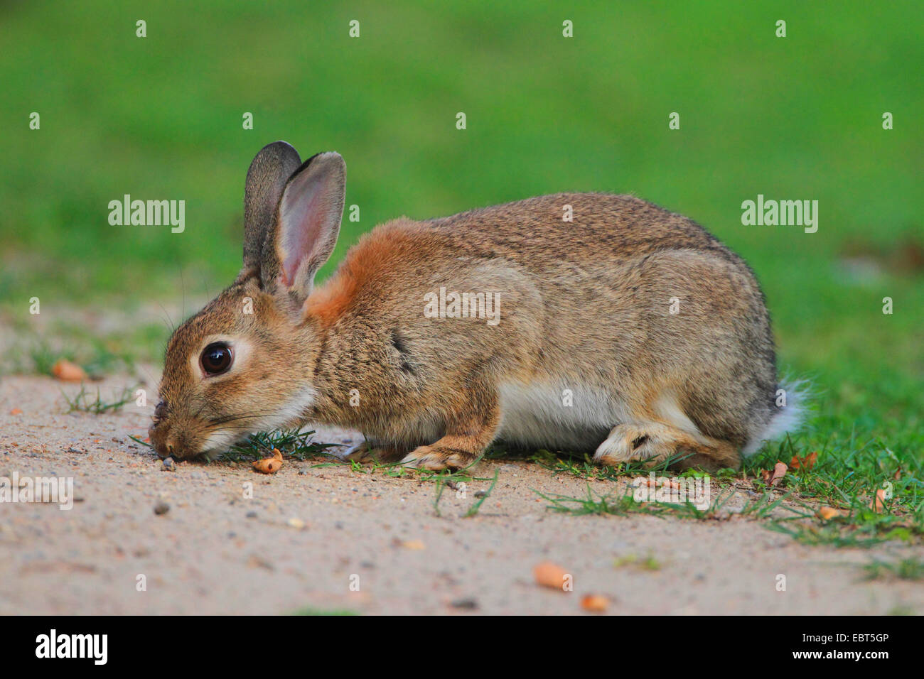 Rabbit sitting hi-res stock photography and images - Alamy