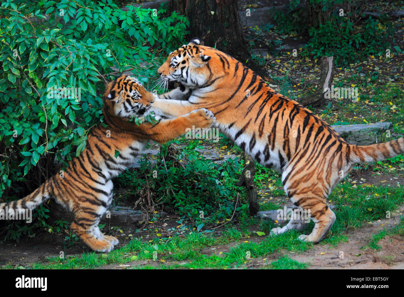 Tiger standing on two legs hi-res stock photography and images - Alamy