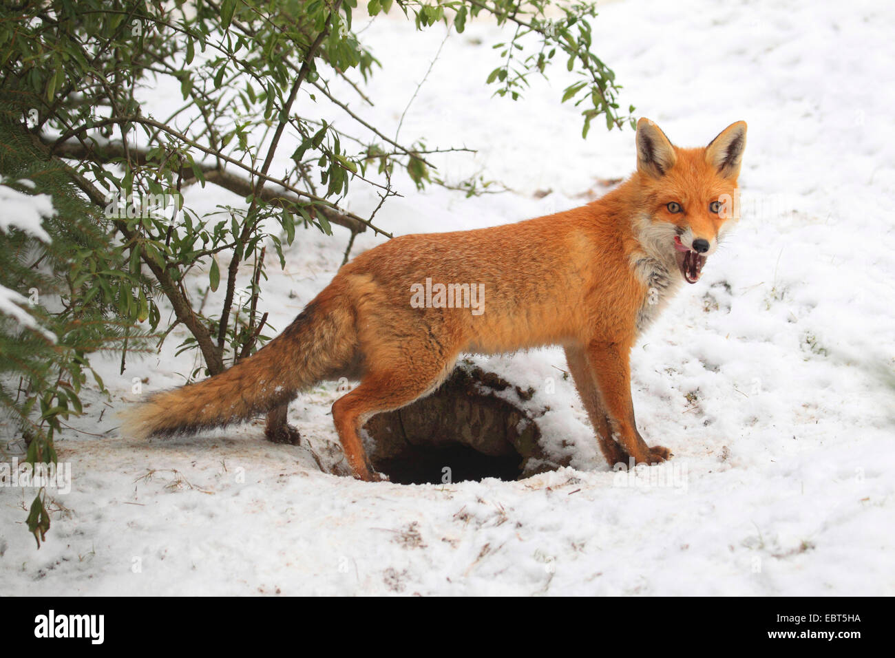 Fox Den Wallpapers HD Wallpaper: Dark, Fox, Animals, Mammals