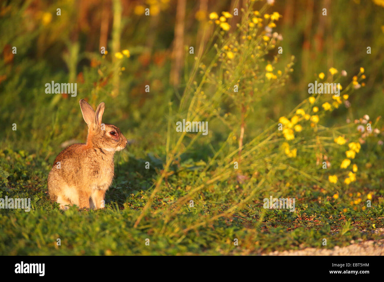 European rabbit (Oryctolagus cuniculus), wild rabbit sitting in a ...