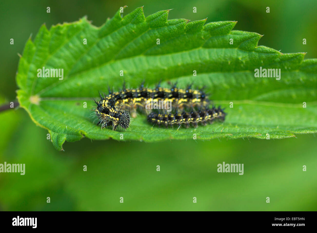 Small tortoiseshell caterpillars on nettle hi-res stock photography and ...