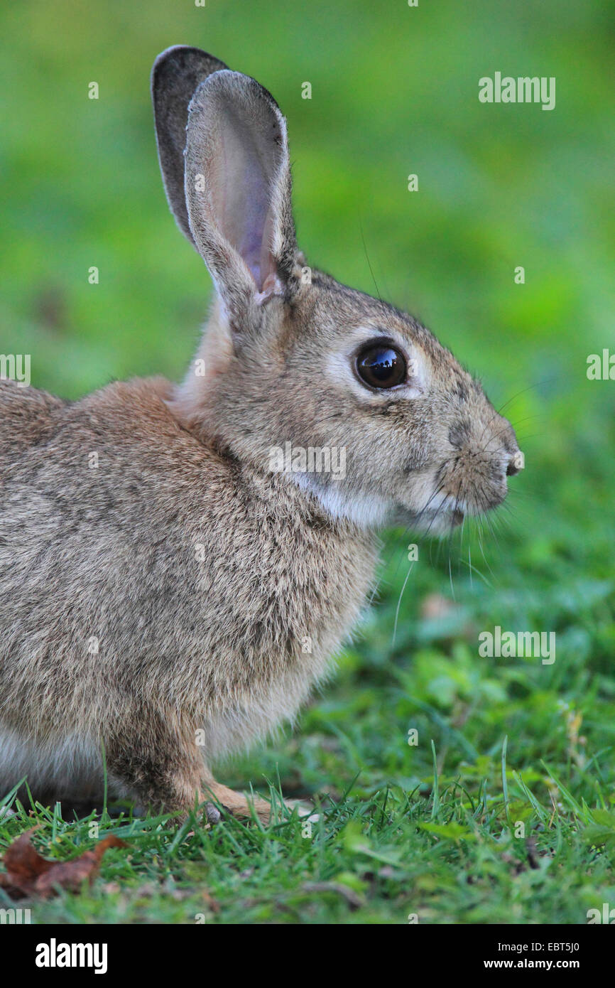 European rabbit (Oryctolagus cuniculus), wild rabbit sitting in a ...