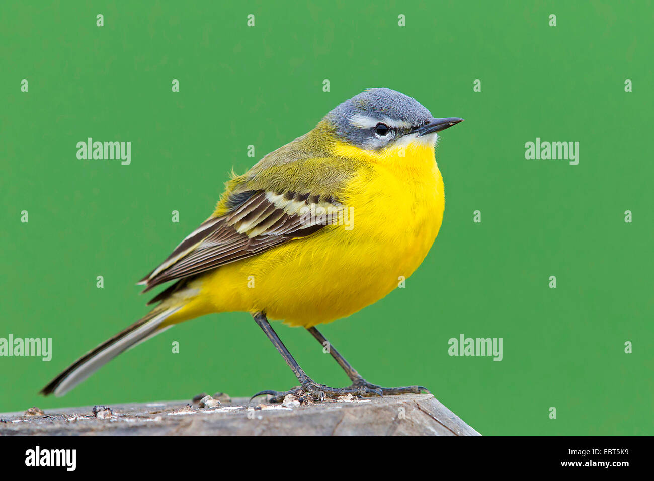 Blue headed wagtail hi-res stock photography and images - Alamy