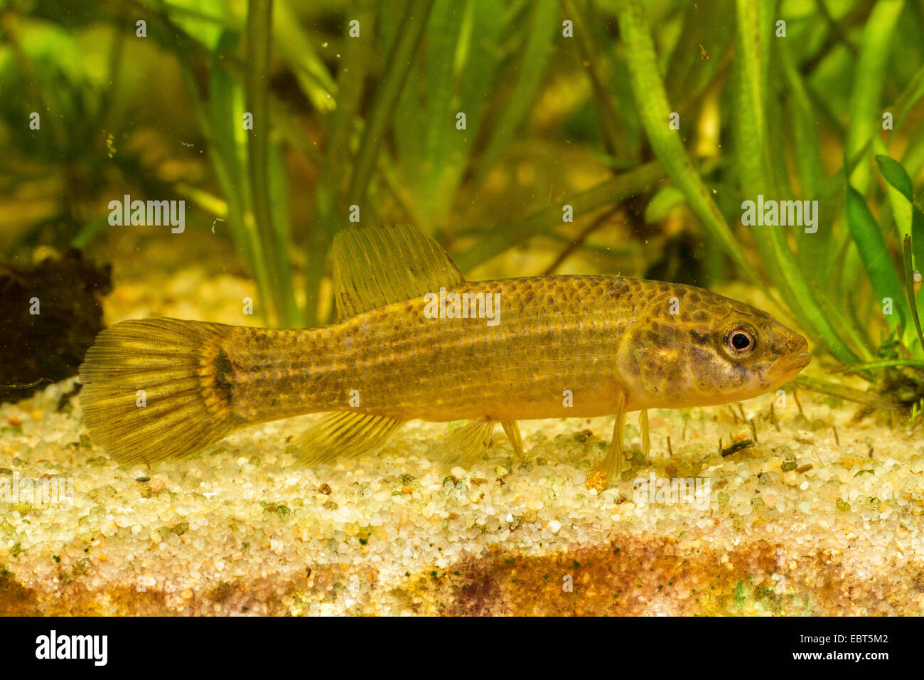 eastern mudminnow (Umbra pygmaea), mudminnow, side view Stock Photo - Alamy