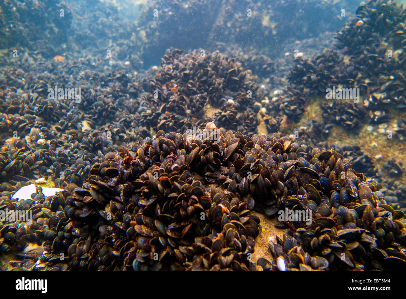 mussels (Mytiloidea), colony of blue mussels under water, Norway ...